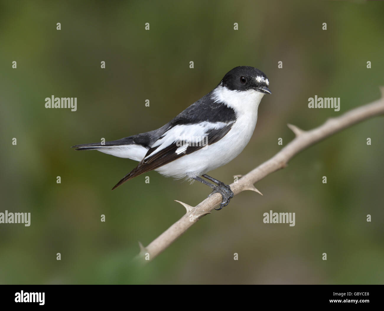 Semi-collared Flycatcher - Ficedula semitorquata - male Stock Photo - Alamy