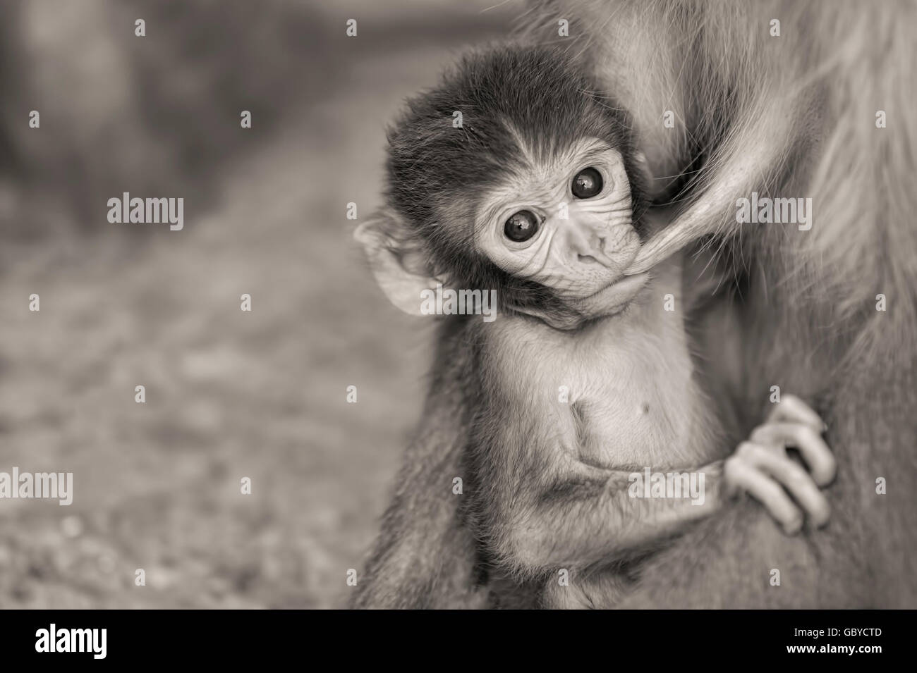 Monkey looking at camera hi-res stock photography and images - Alamy