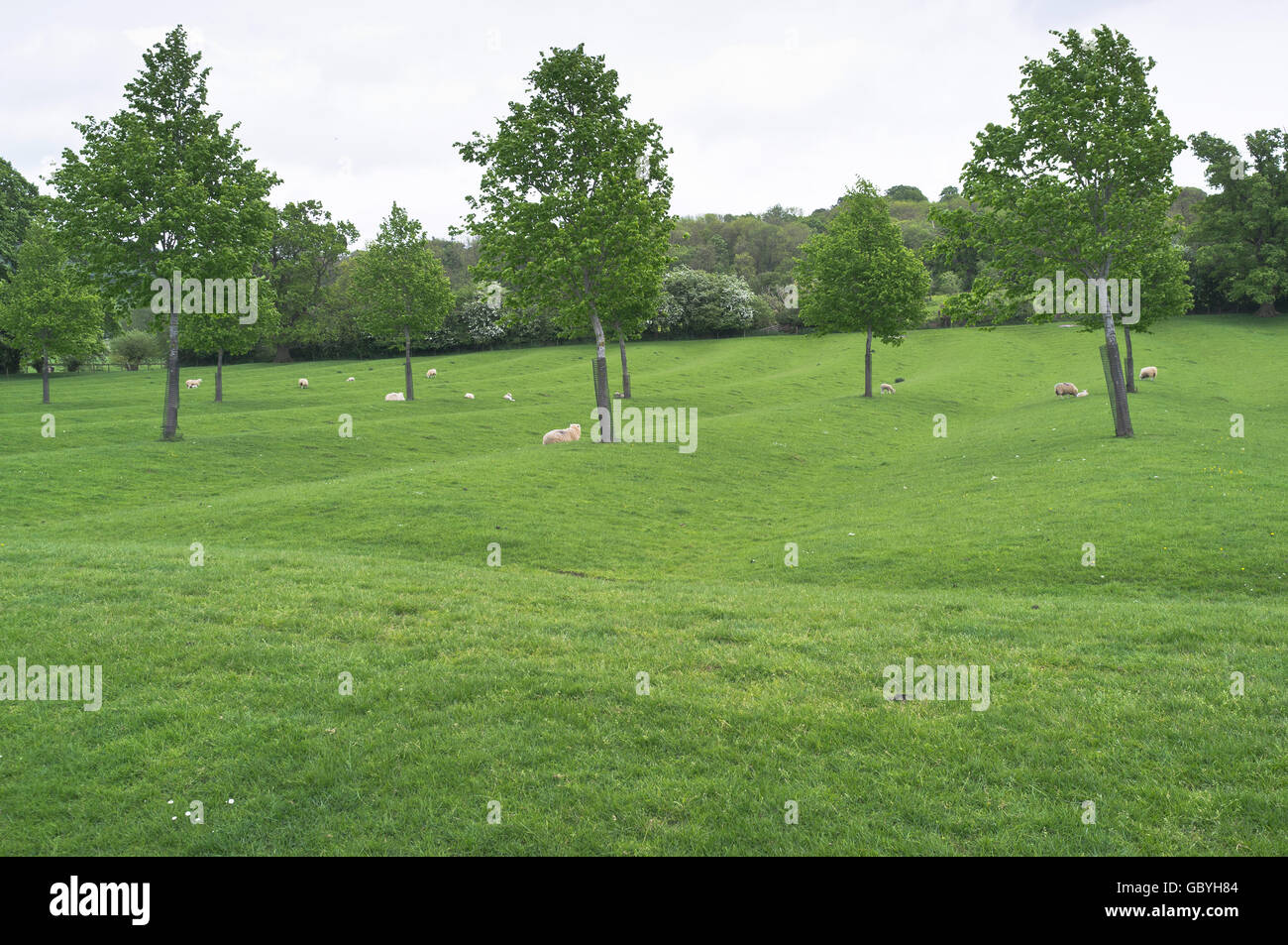 dh COTSWOLDS GLOUCESTERSHIRE Ridge and Furrow grass fields with sheep ...