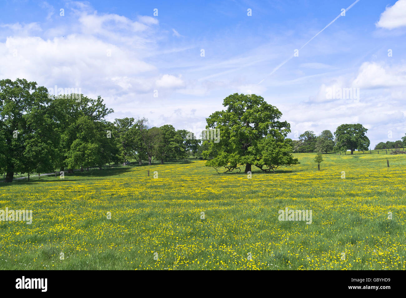 dh COTSWOLDS GLOUCESTERSHIRE Oak trees in buttercup field landscape ...