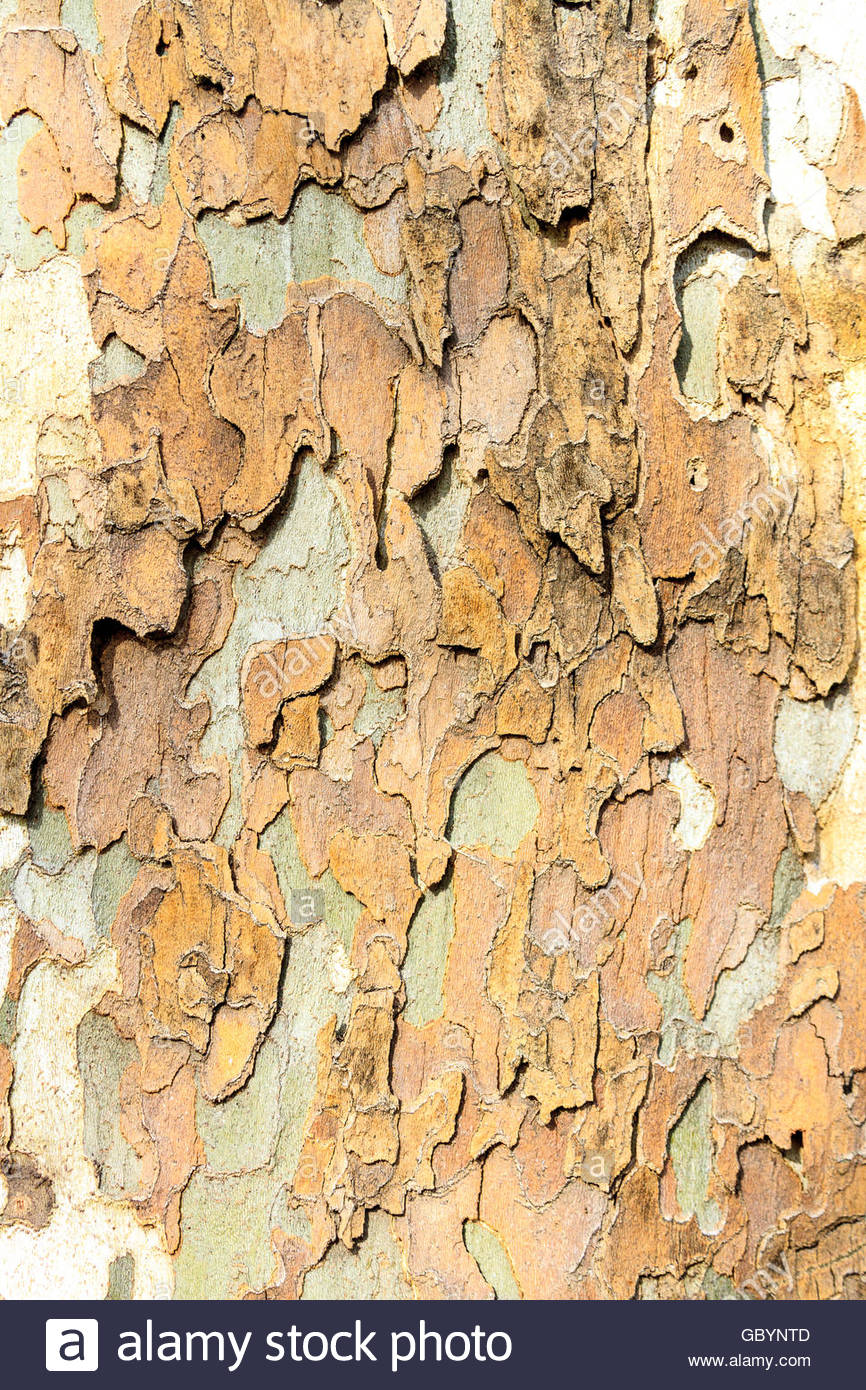 Birch Maple Pine And Oak Trees High Resolution Stock Photography and ...