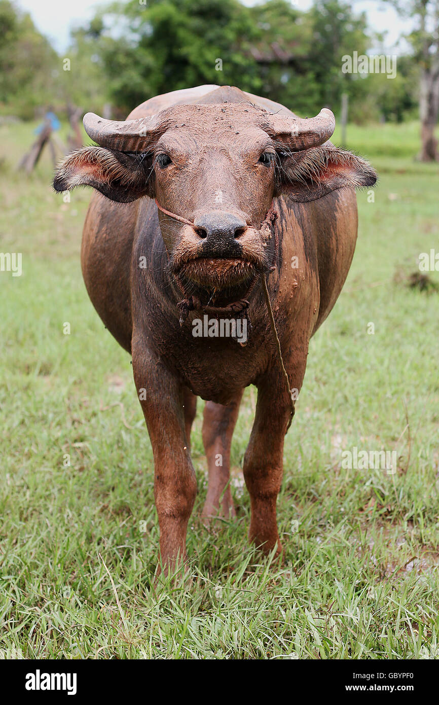 The one buffalo on Green grass seamless Stock Photo - Alamy