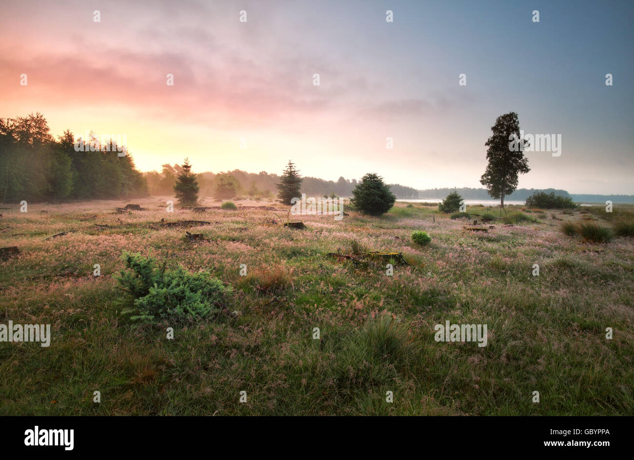 Meadow with coniferous forest hi-res stock photography and images - Alamy