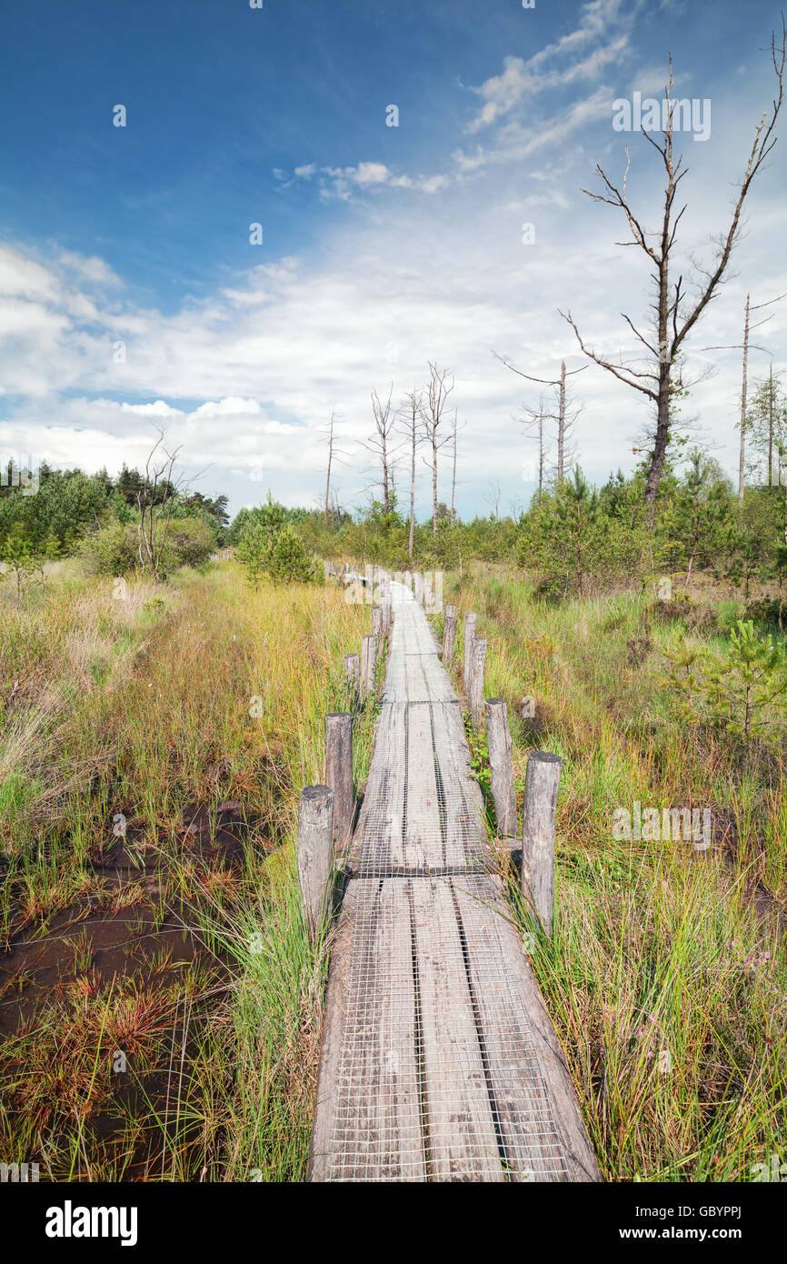 Swamp path hi-res stock photography and images - Alamy