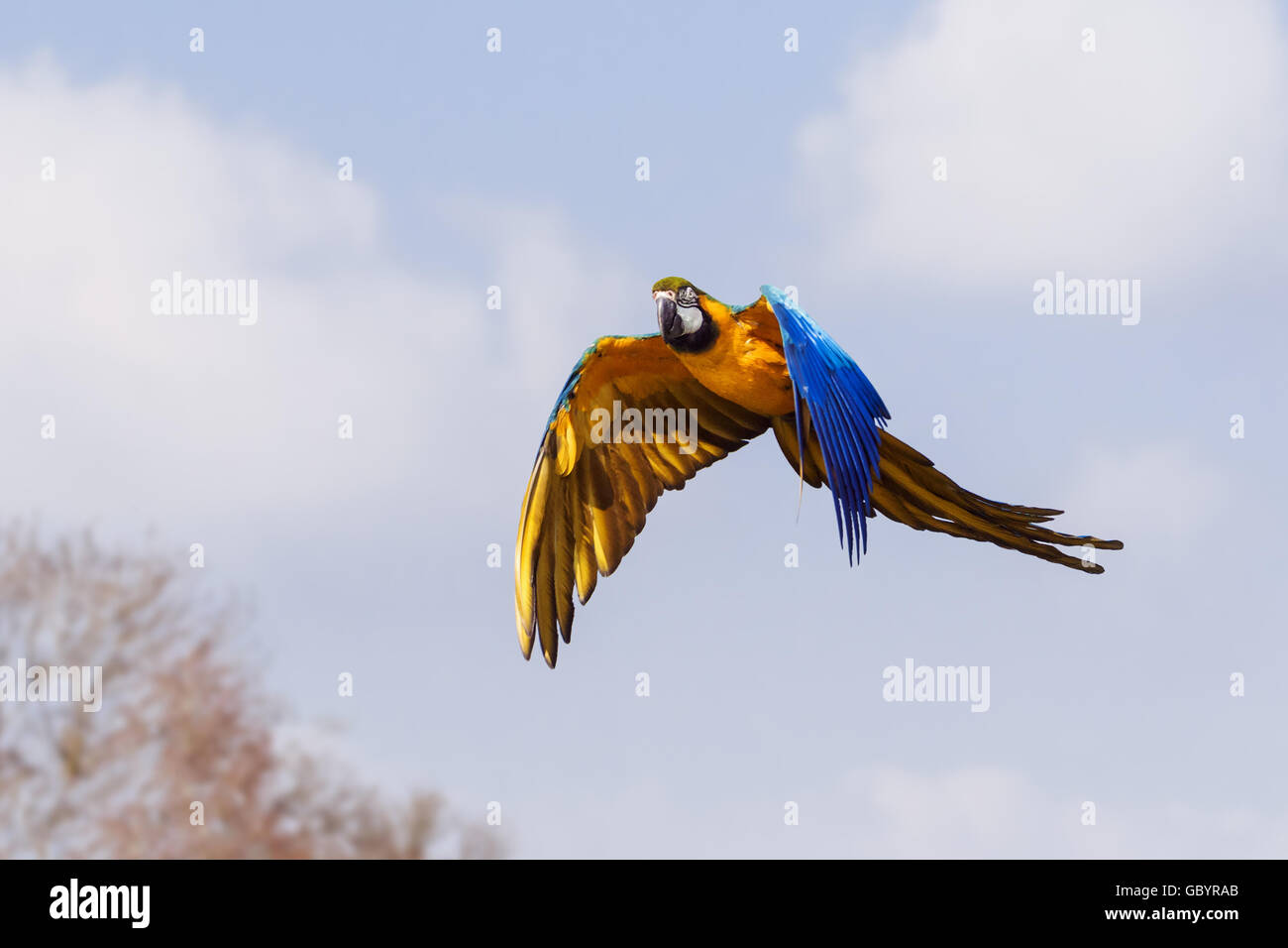 Blue and Yellow Macaw flying over woodland Stock Photo - Alamy