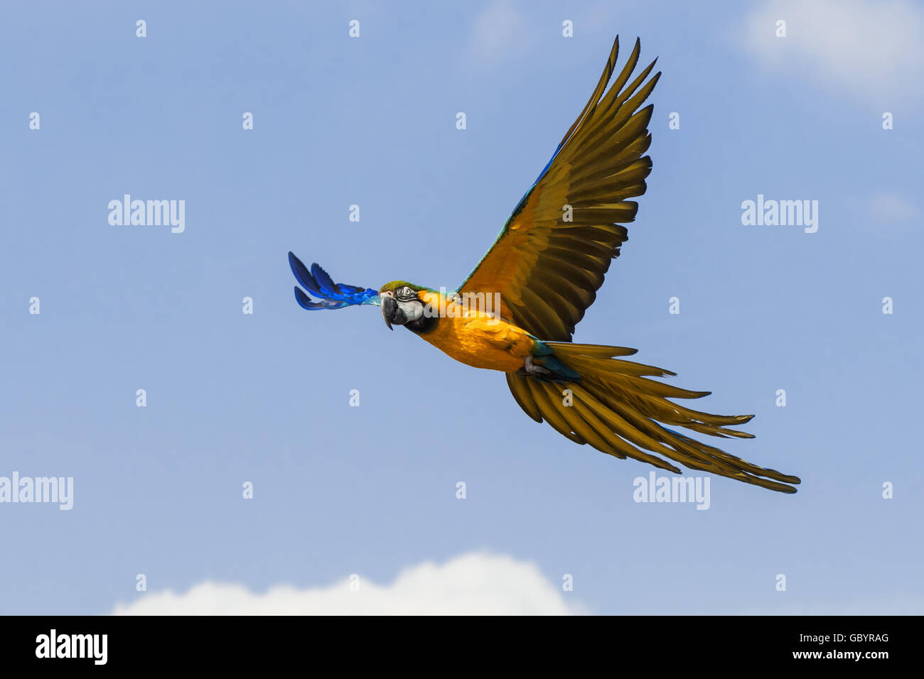 Blue and yellow macaw flying hi-res stock photography and images - Alamy