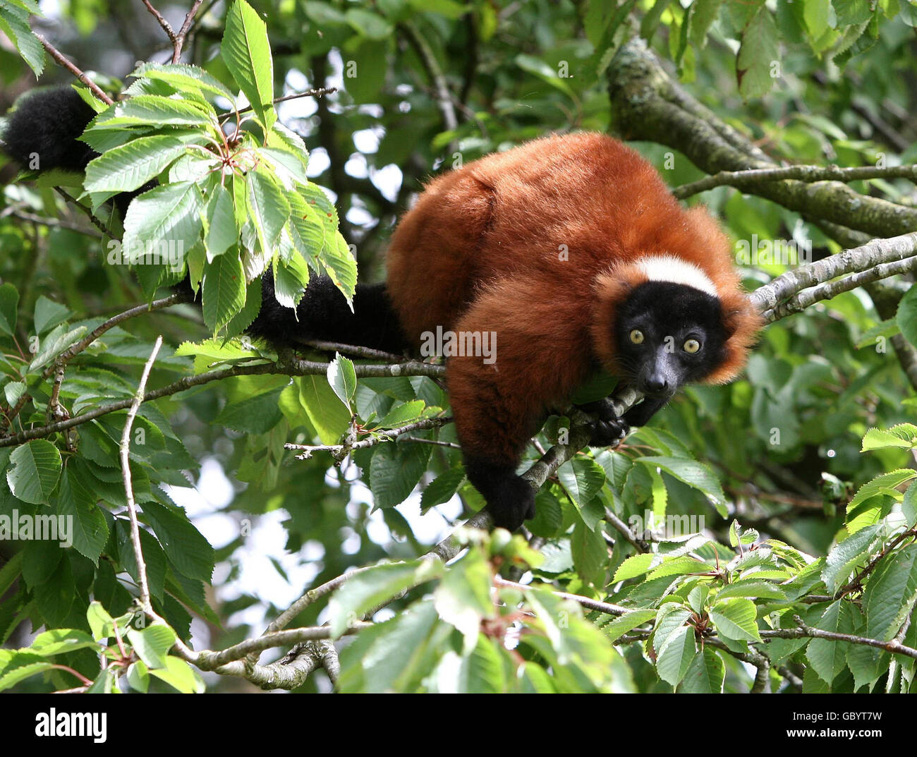 Ruby mother of two-week-old Ruffles, the Red Ruffed Lemur, at Lemur ...