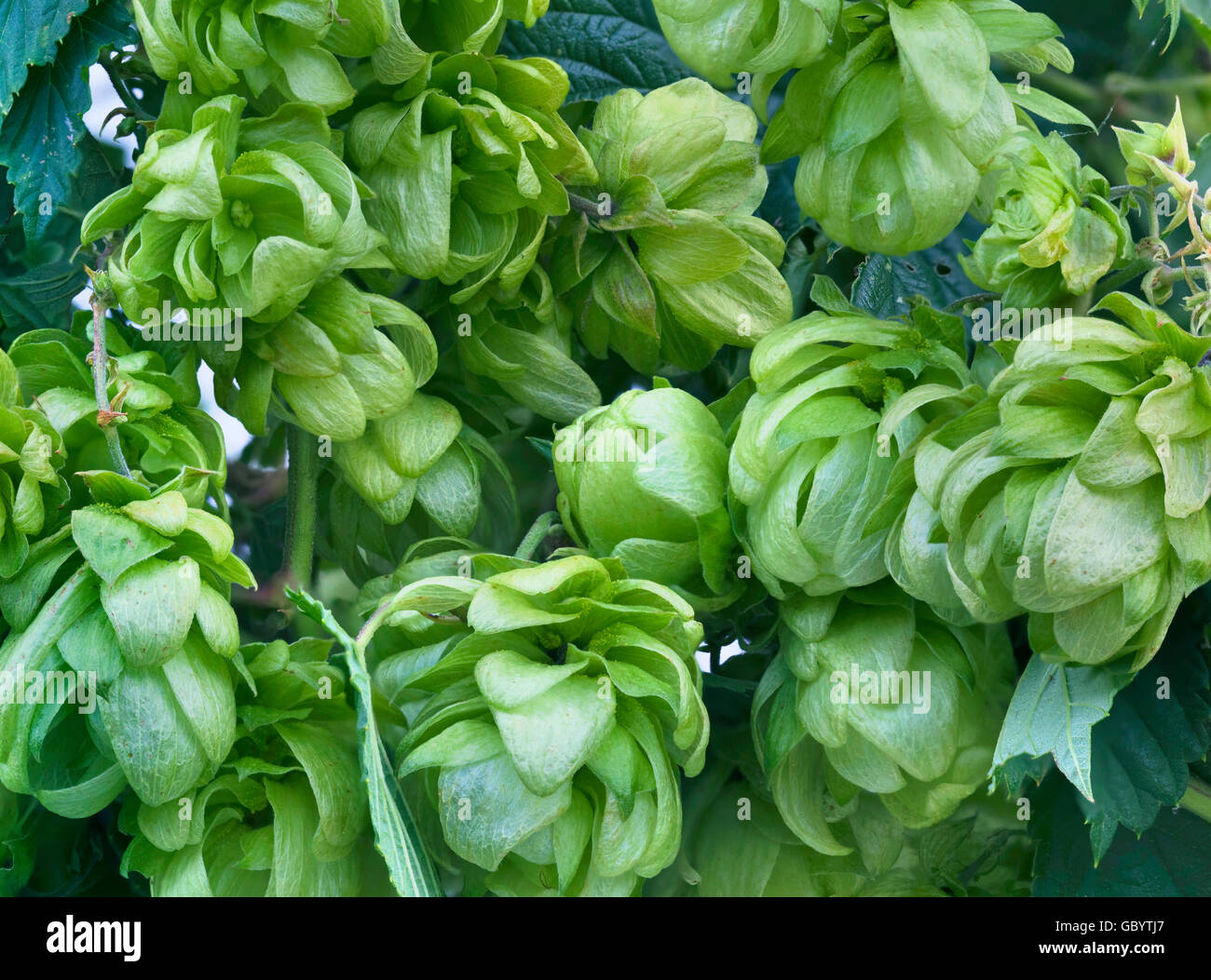 Wild Hop Bud Background. Beer Spice Stock Photo - Alamy
