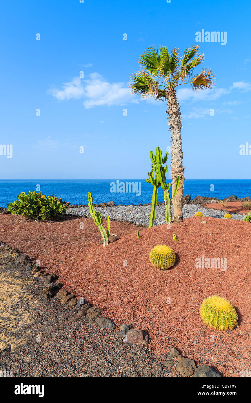 A palm tree and cacti plants against blue ocean on coastal promenade in ...