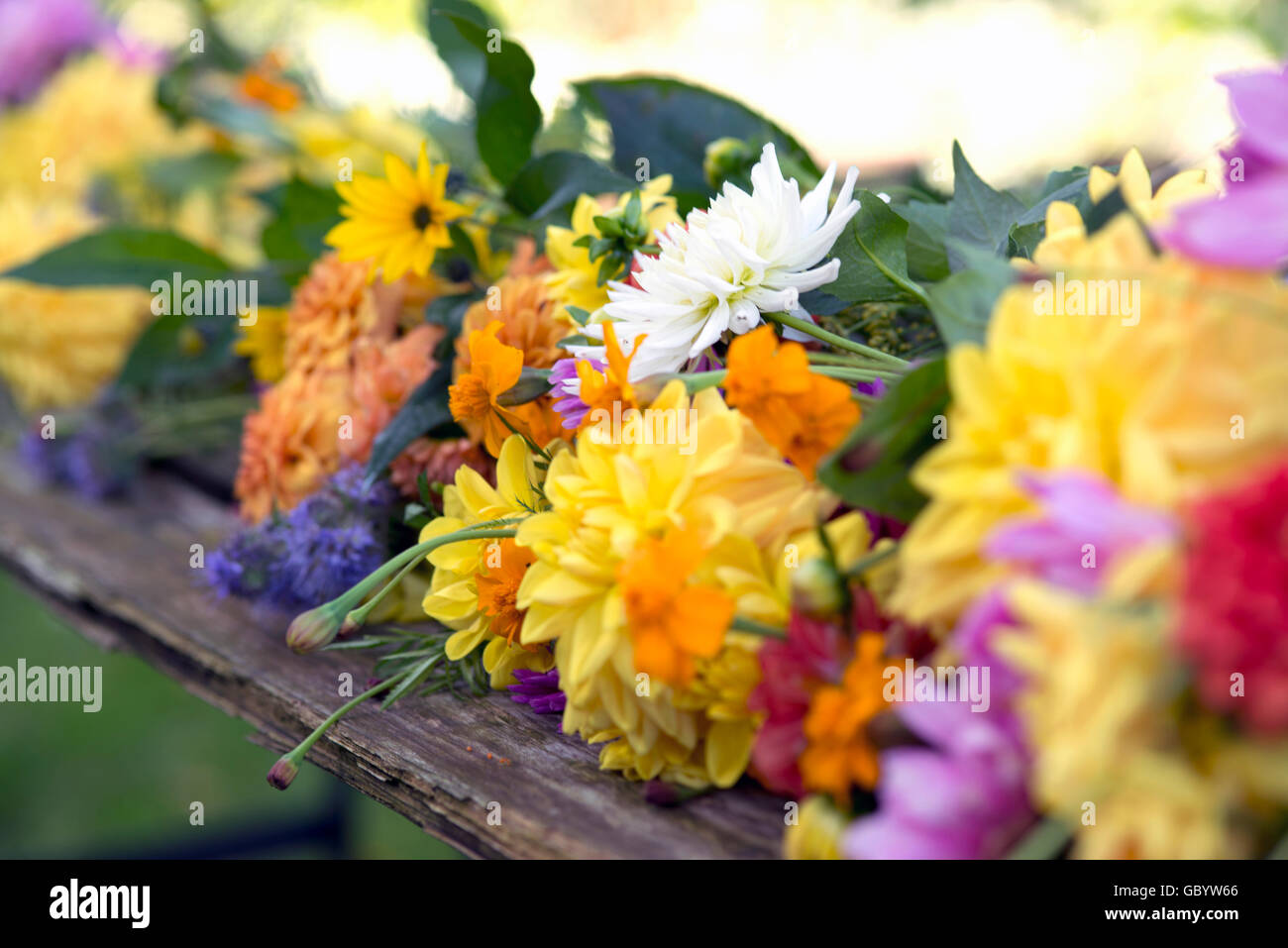 fresh picked flowers for autumn flower garden bouquet Stock Photo - Alamy