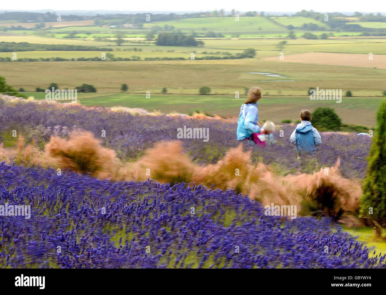 Yorkshire lavender fields hi-res stock photography and images - Alamy