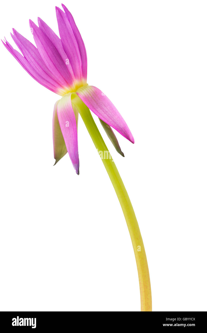 Single pink lotus flower isolated on white background and clipping path ...