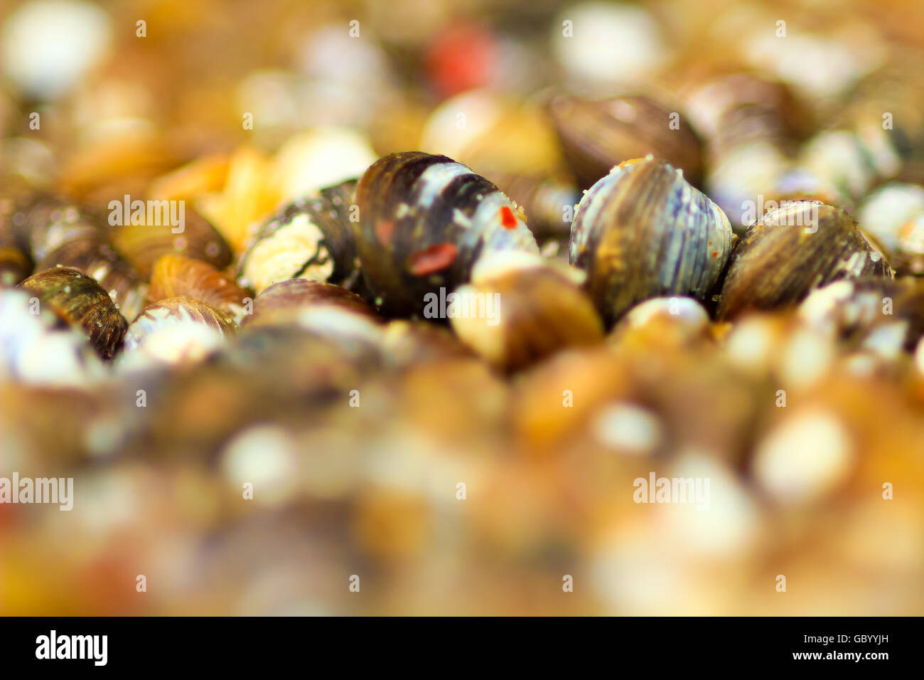 raw clams close up,selection focus Stock Photo - Alamy