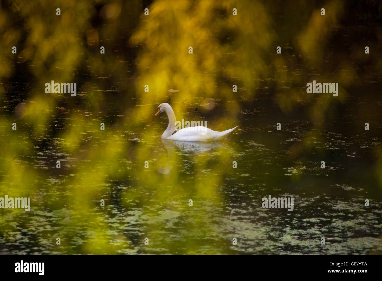 Slow swan High Resolution Stock Photography and Images - Alamy