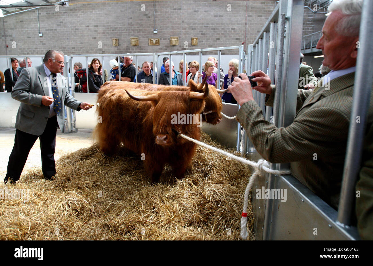 The three-year-old pedigree Highland heifer having its picture taken ...