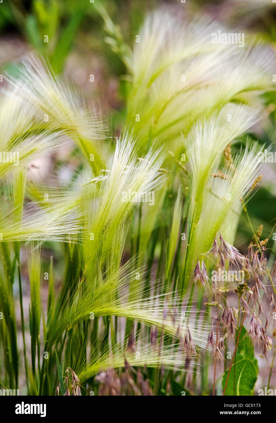 Wild grasses growing on central Colorado ranch; USA Stock Photo - Alamy