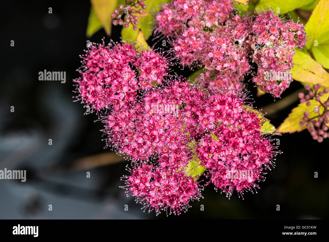 The flowers of a Japanese spirea 'Goldflame' (Spiraea japonica ...