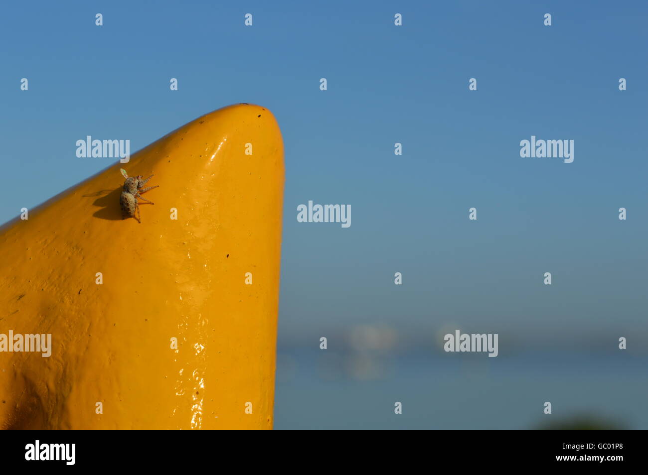 Spider catching its prey Stock Photo - Alamy