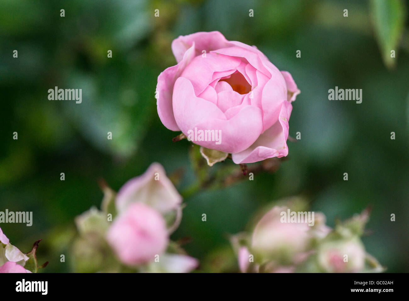 A close up of a pink flower of a fairy shrub rose Stock Photo - Alamy