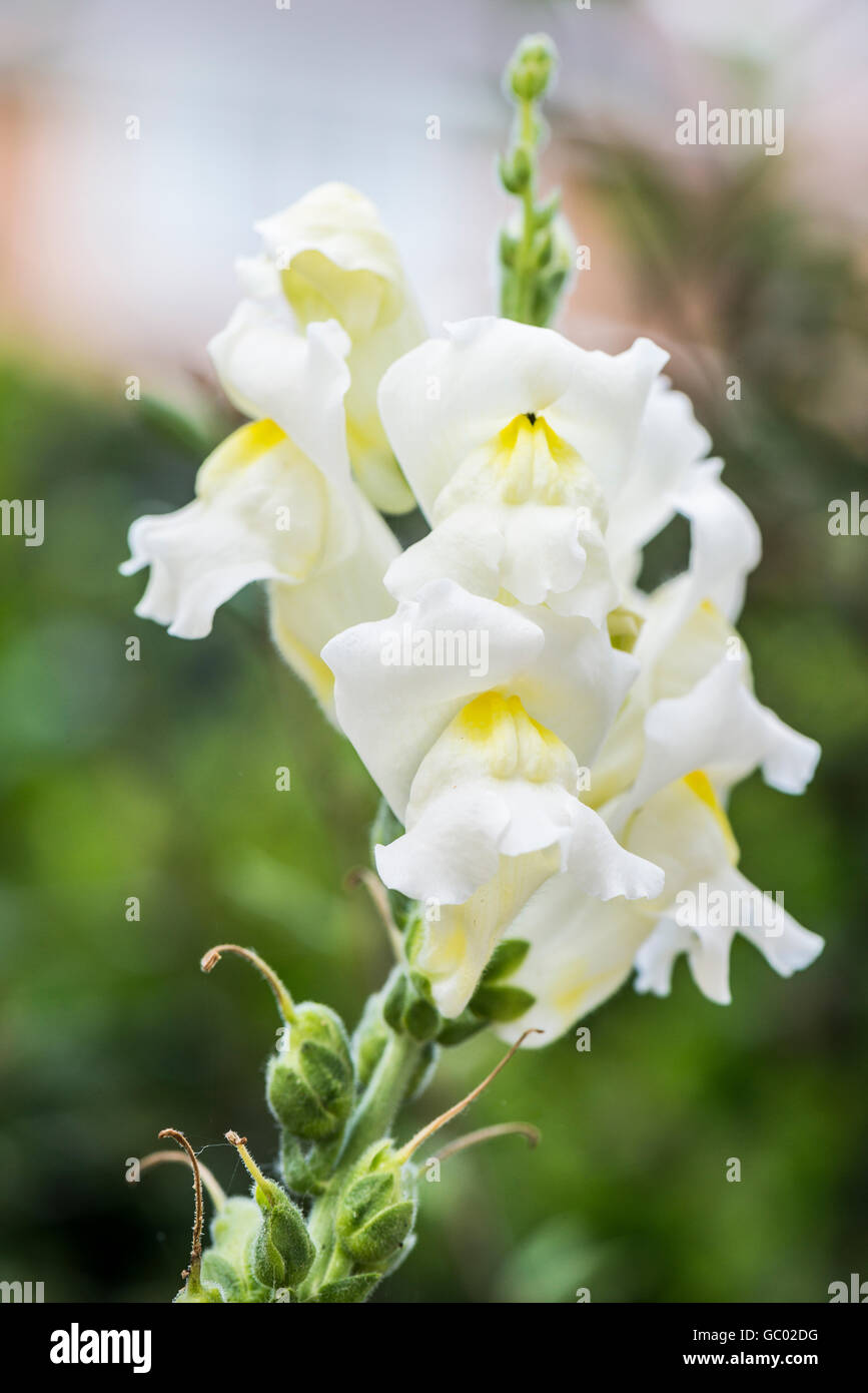 White snapdragon flower hi-res stock photography and images - Alamy