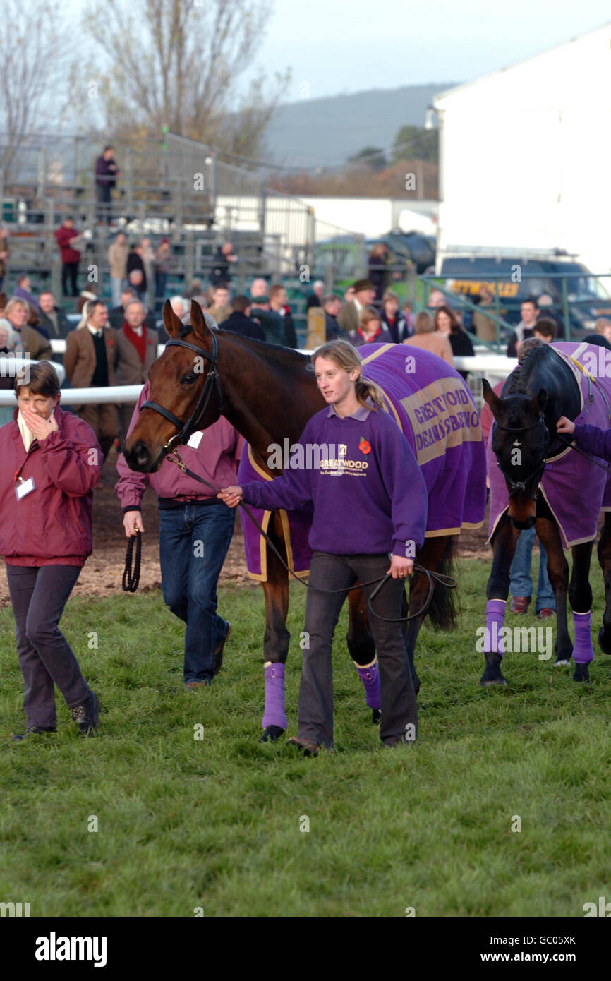 Horse in the parade ring prior to the race hi-res stock photography and ...