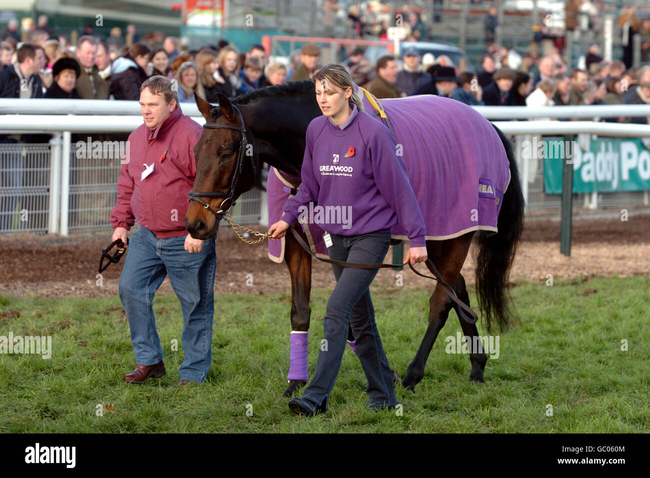 Horse Racing - Cheltenham Races Stock Photo - Alamy
