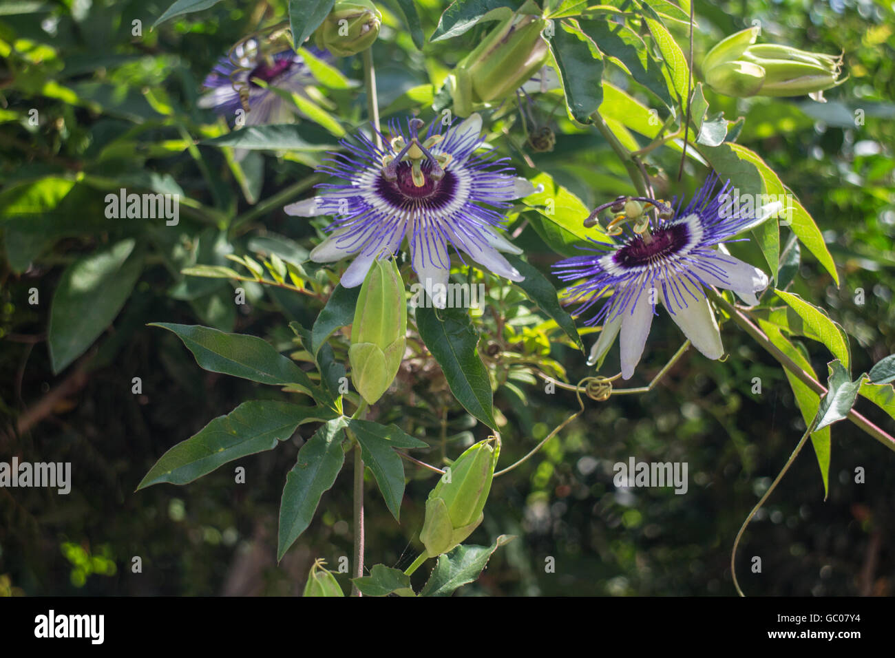 Passiflora stigma hi-res stock photography and images - Alamy