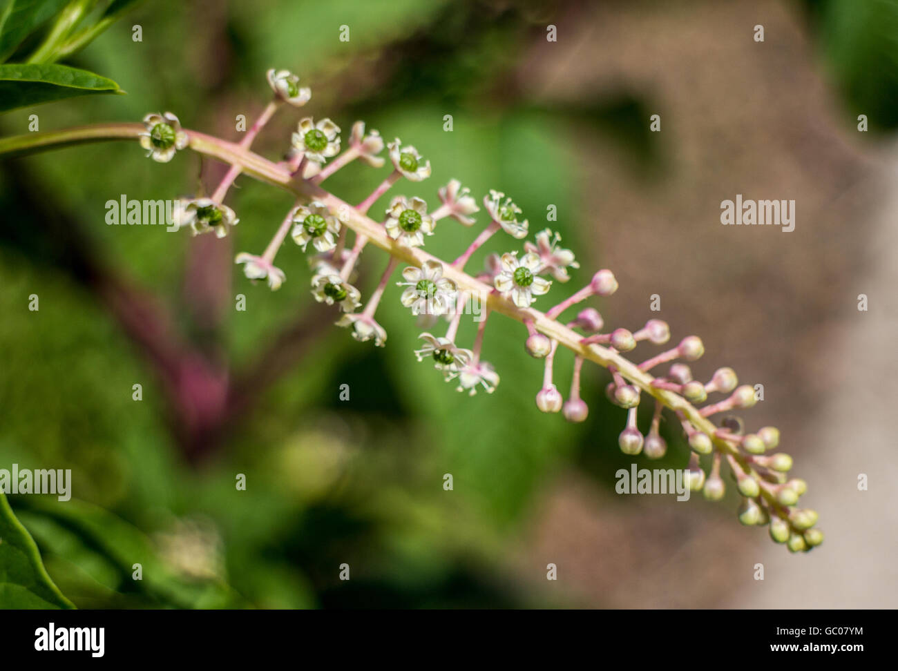 Phytolacca americana pokeweed hi-res stock photography and images - Alamy