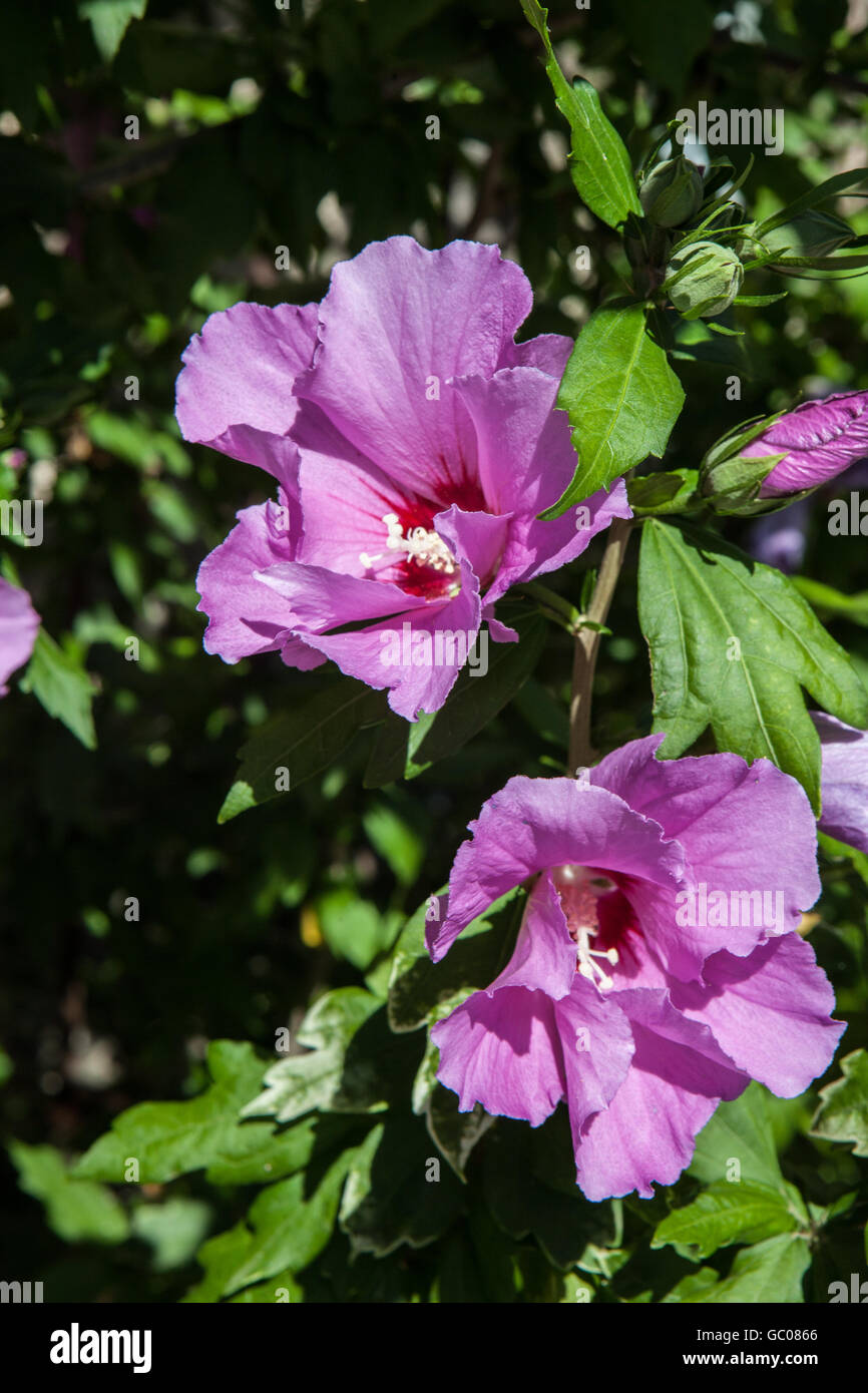 Hibiscus syriacus Stock Photo - Alamy