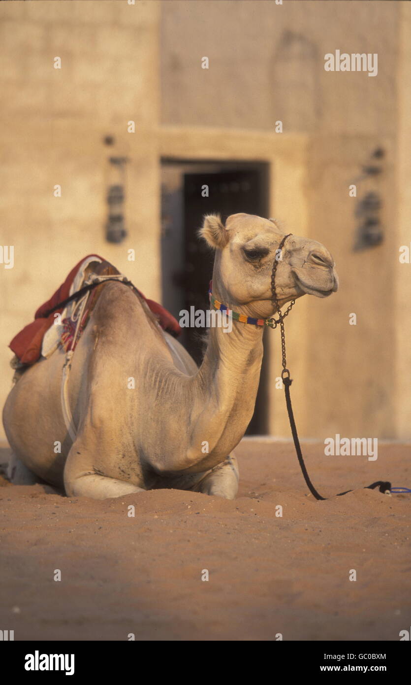a camel in the city of Dubai in the Arab Emirates in the Gulf of Arabia ...