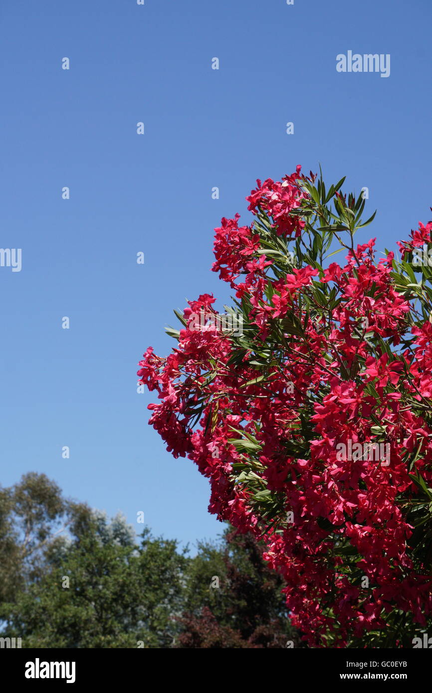 Tall red flowers hi-res stock photography and images - Alamy