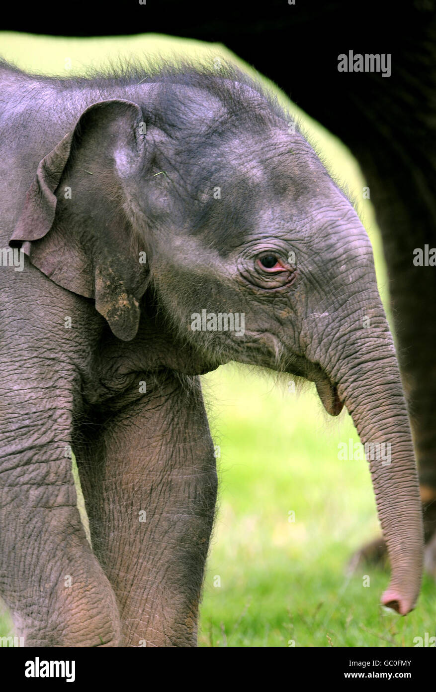 An as yet unnamed 6-day old elephant at Whipsnade Zoo near Luton Stock ...
