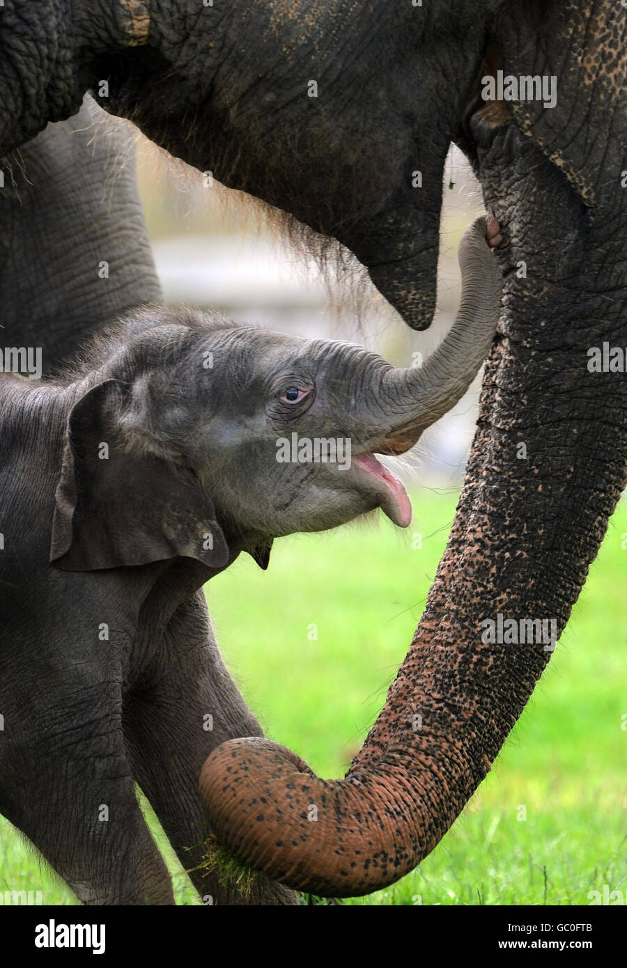 An as yet unnamed 6-day old elephant calf amongst adult elephants at ...
