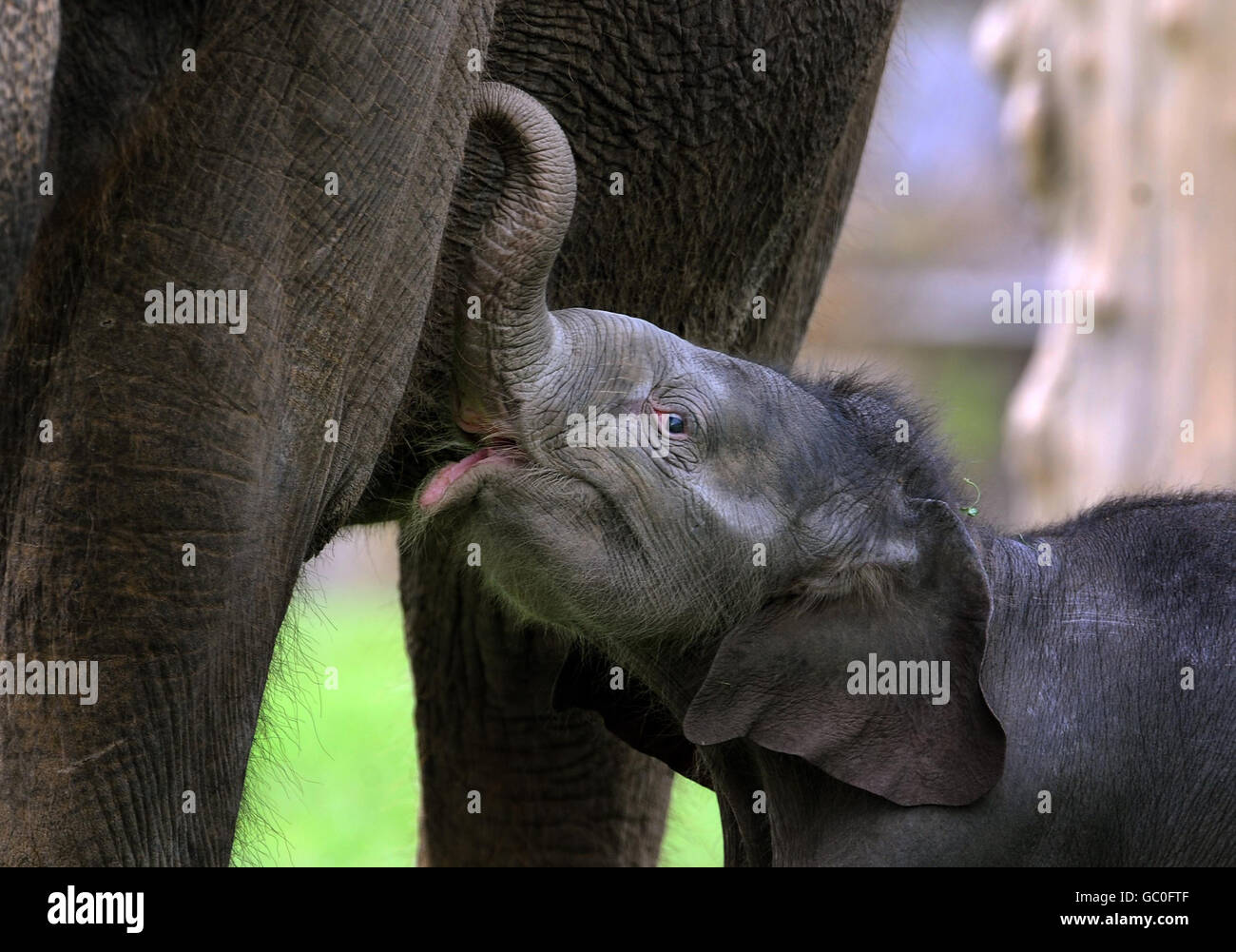 An as yet unnamed 6-day old elephant calf amongst adult elephants at ...