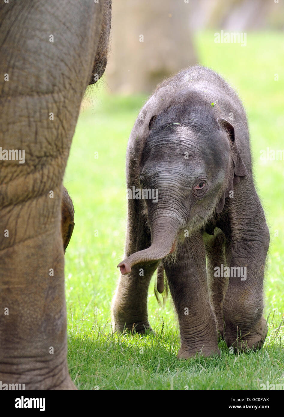 An as yet unnamed 6-day old elephant calf amongst adult elephants at ...