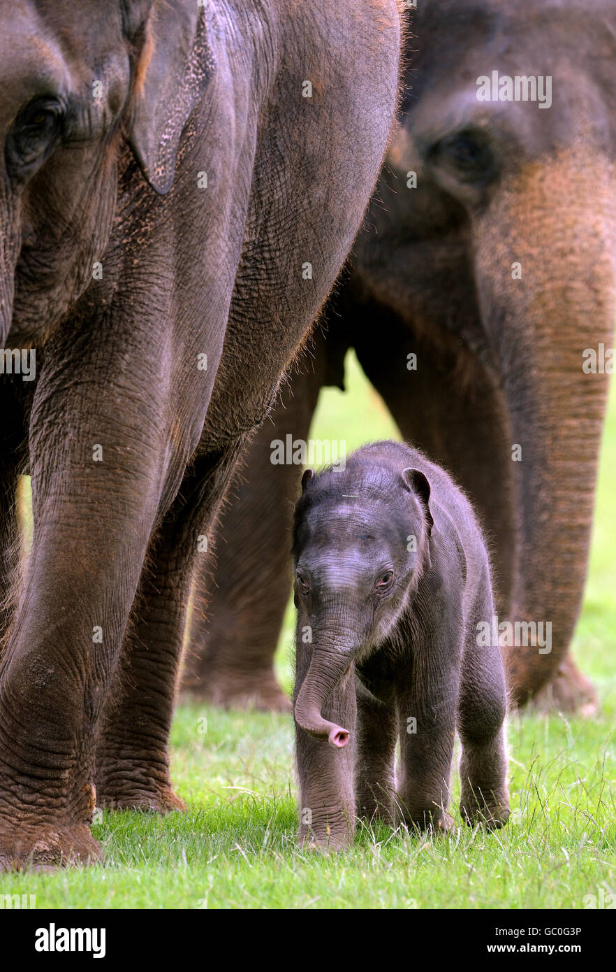 An as yet unnamed 6-day old elephant calf amongst adult elephants at ...