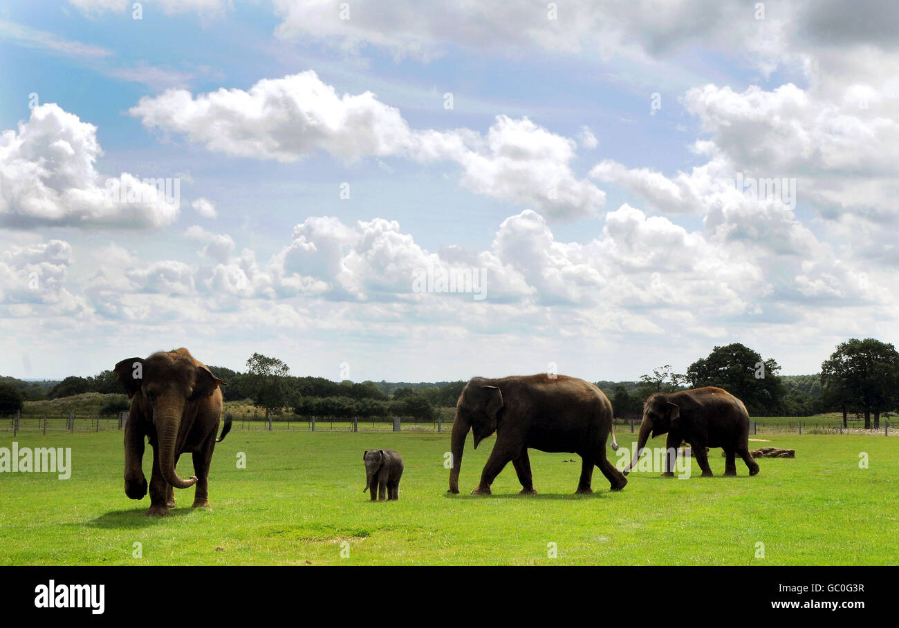 An as yet unnamed 6-day old elephant calf amongst adult elephants at ...