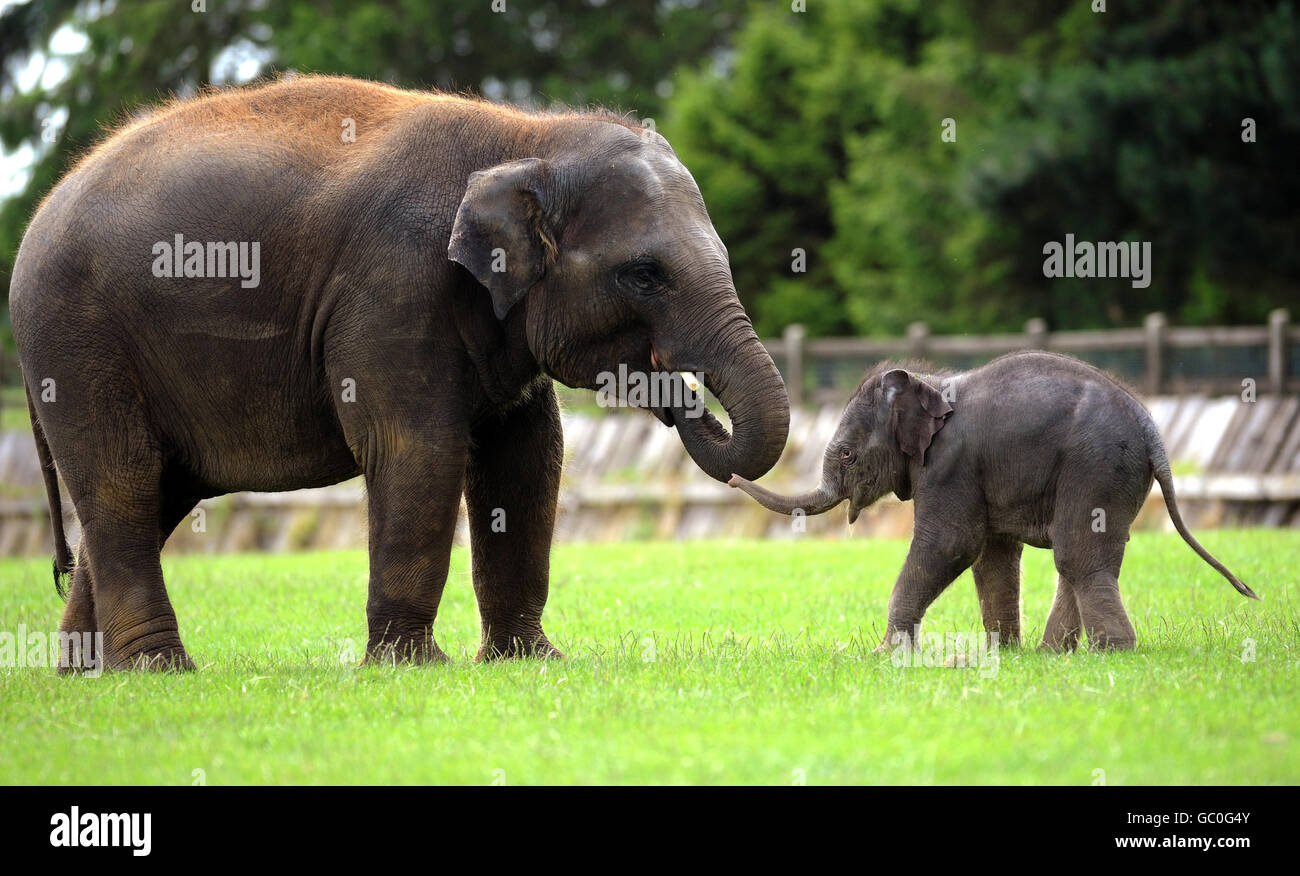 Elephant calf. An as yet unnamed 6-day old elephant calf with an adult ...