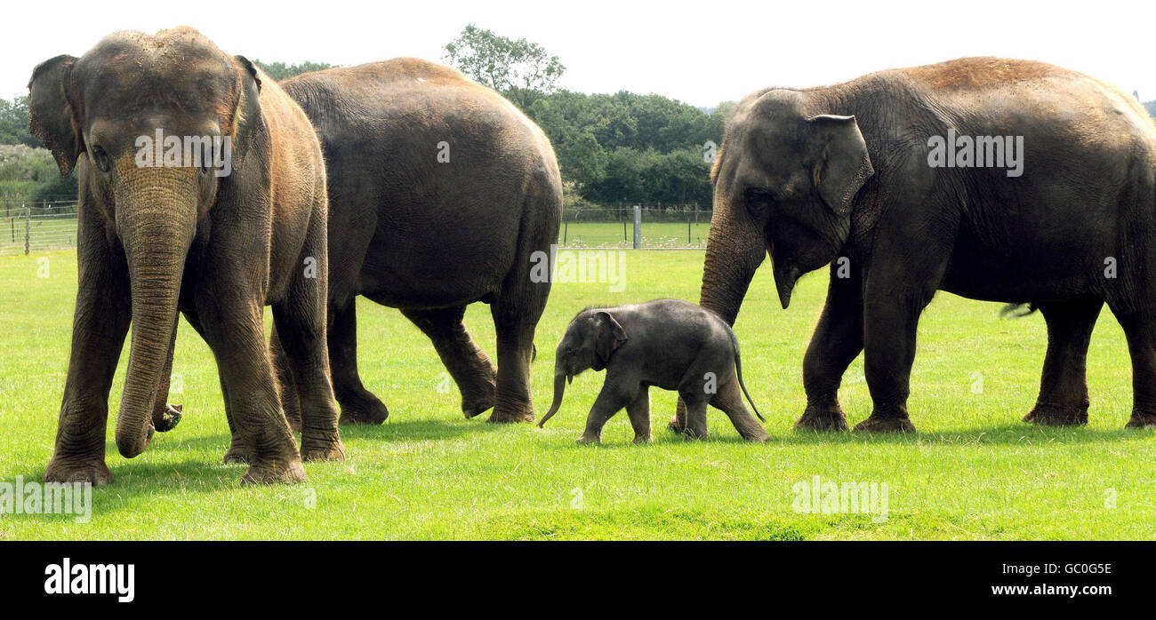 An as yet unnamed 6-day old elephant calf amongst adult elephants at ...