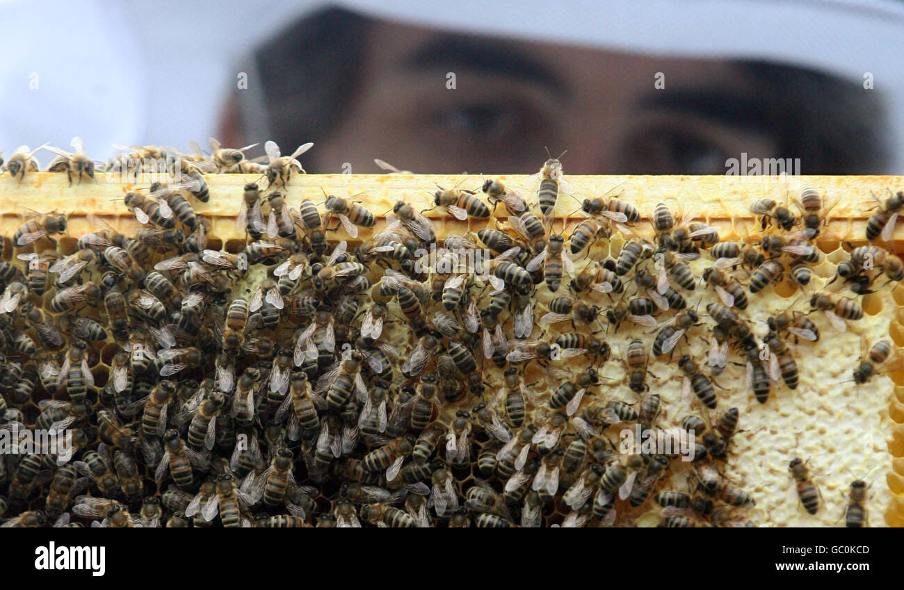 Beehaus hi-res stock photography and images - Alamy