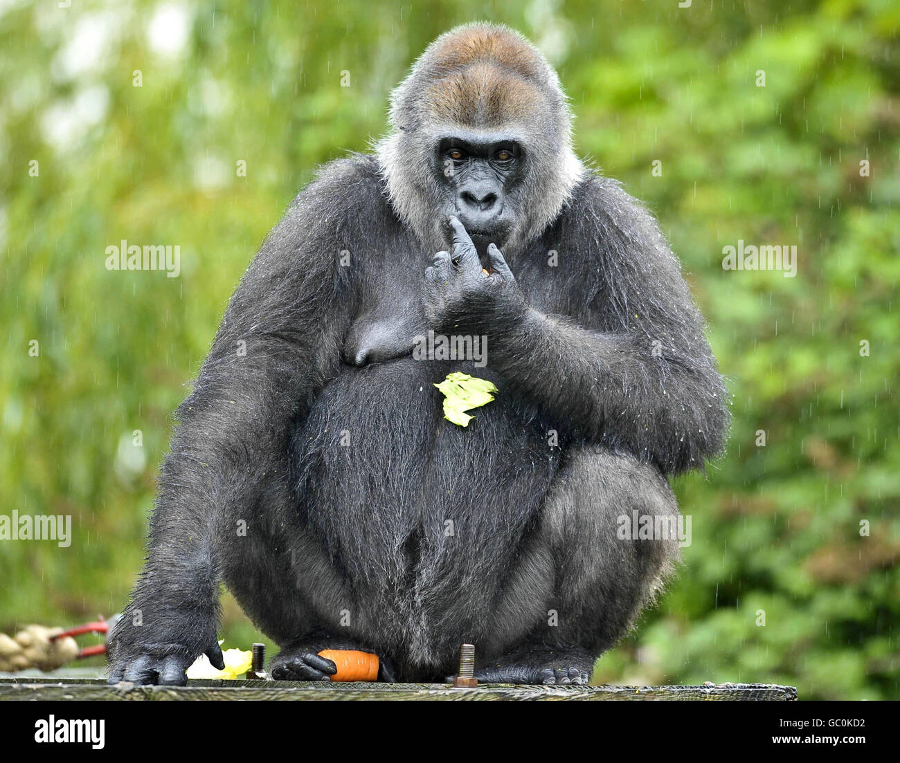 Bristol Zoo Gardens animals Stock Photo - Alamy