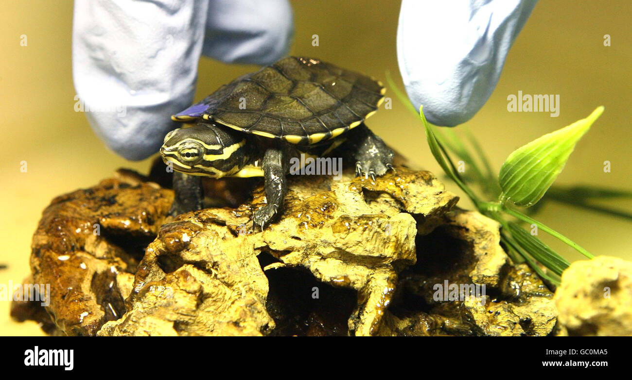 A rare baby Annam Leaf turtle, hatched at Chester Zoo. The South East ...