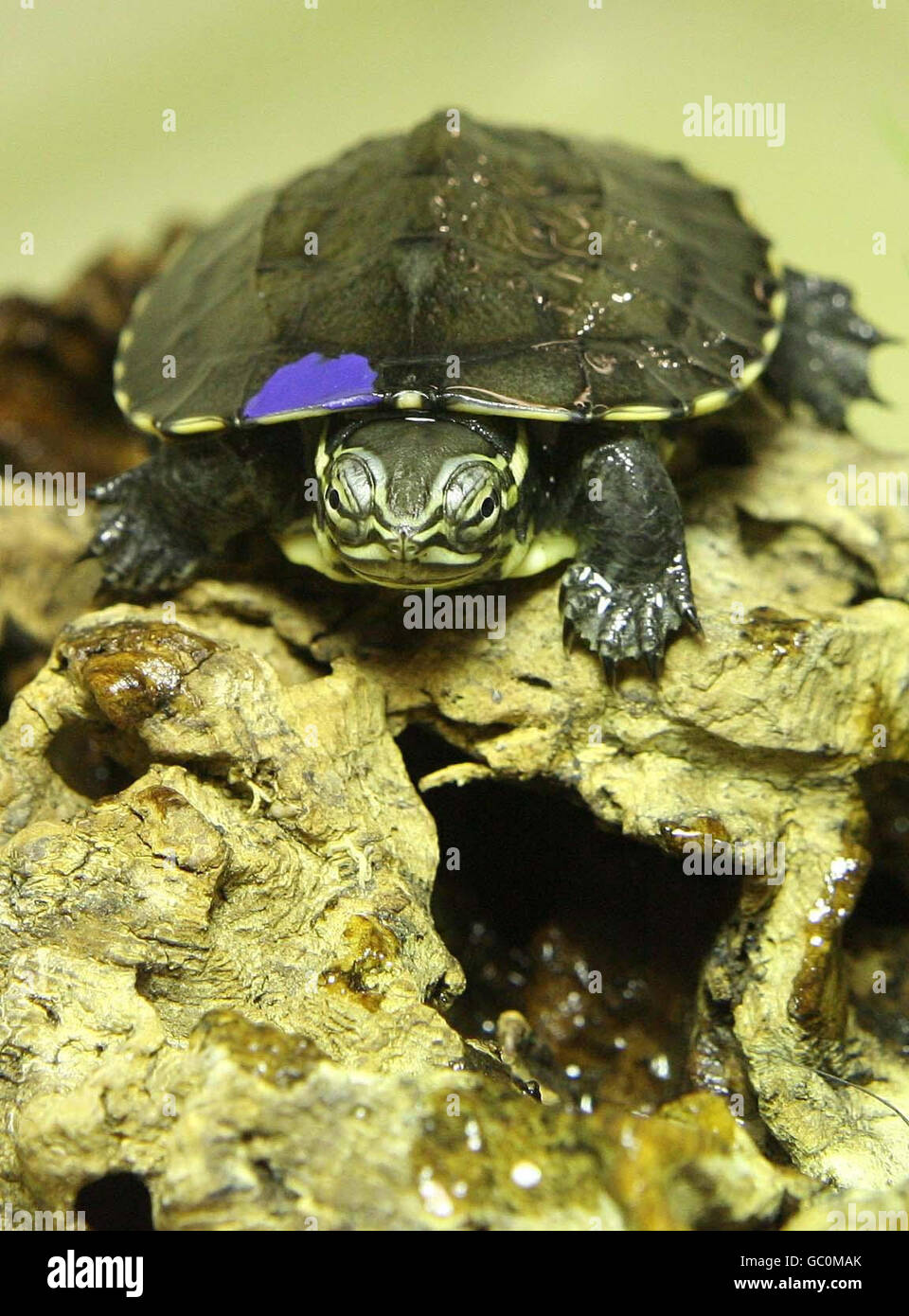 Annam leaf turtle hi-res stock photography and images - Alamy