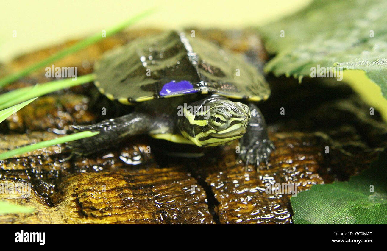 Vietnamese Annam High Resolution Stock Photography and Images - Alamy