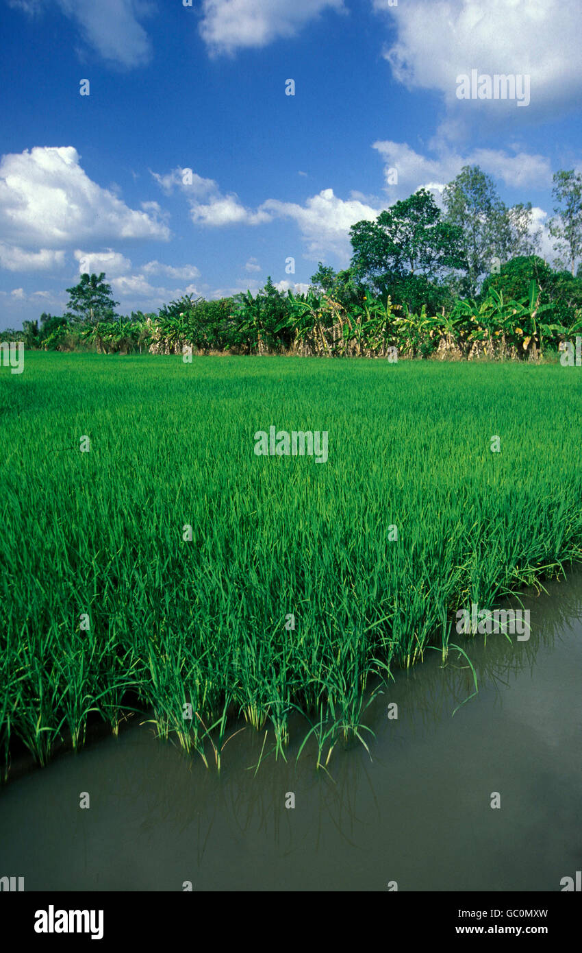 a rice field on the Mekong River near the city of Can Tho in the Mekong ...