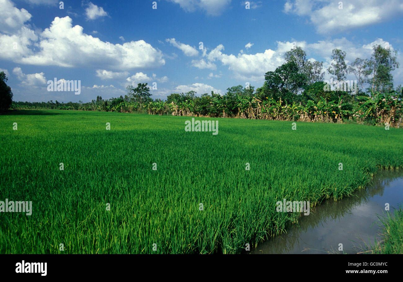 Mekong delta rice field hi-res stock photography and images - Alamy