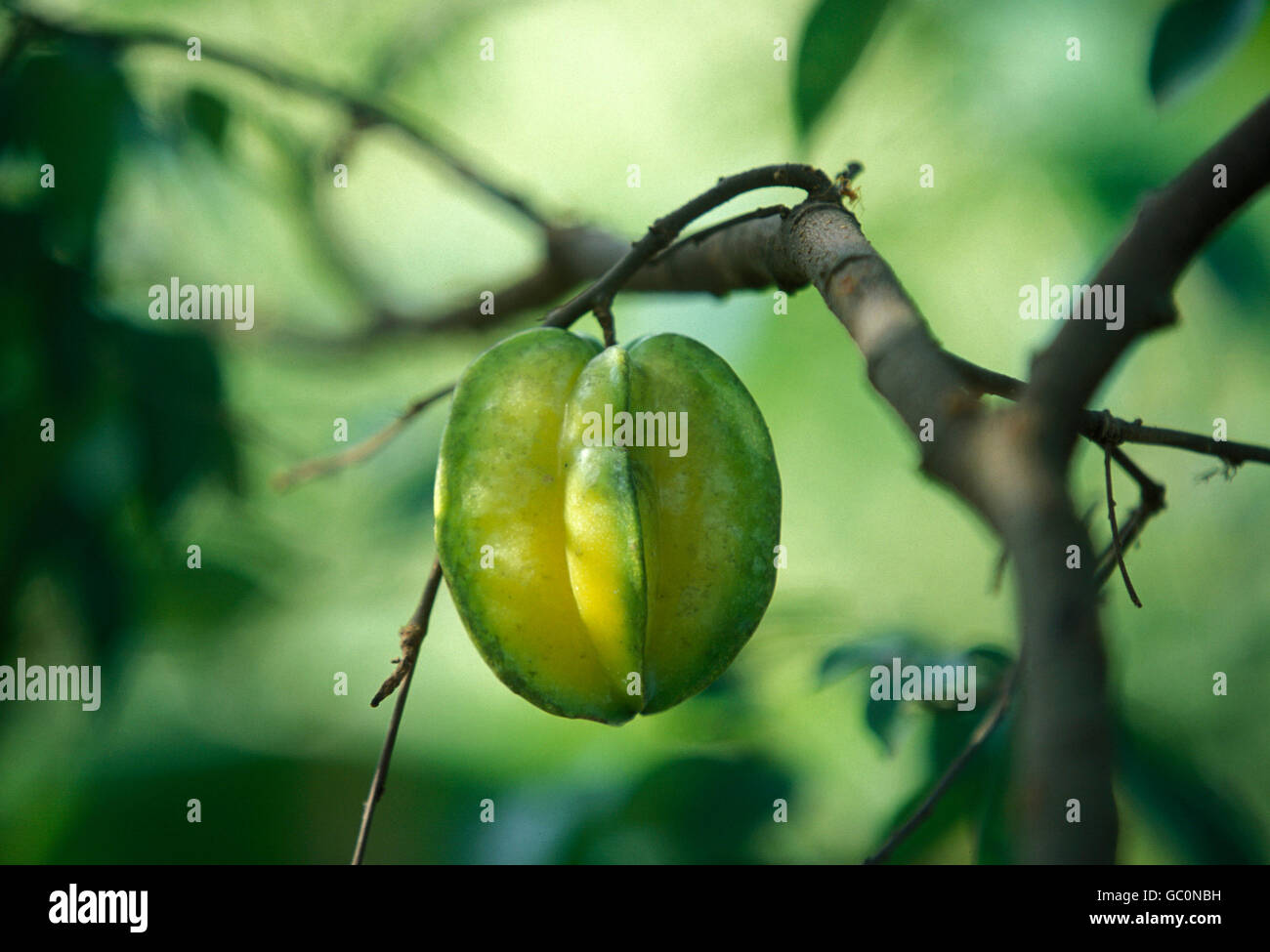 Starfruit tree hi-res stock photography and images - Alamy