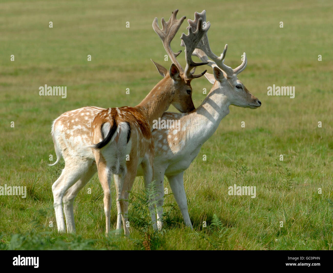 Deer in Richmond Park. Two deer enjoy the sunny weather in Richmond ...