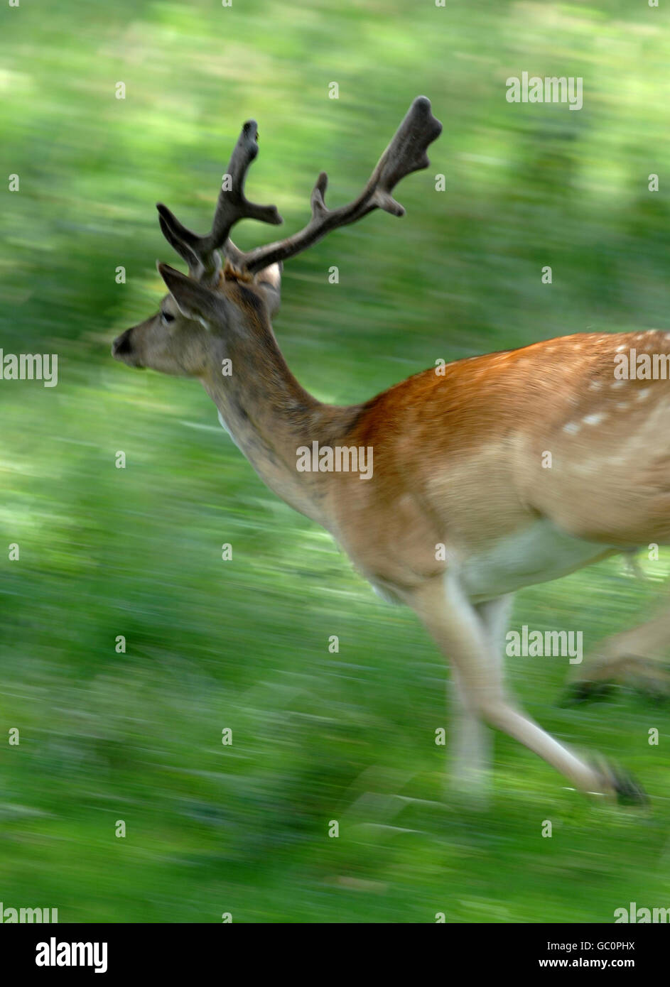 A deer darts across woodland hot weather in richmond park hi-res stock ...