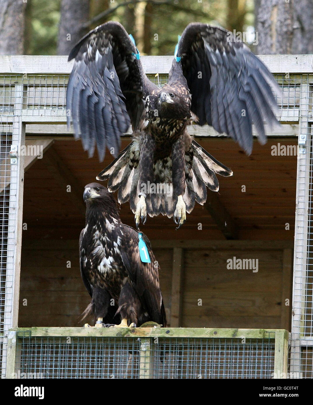 One of fourteen rare sea eagle chicks leaves its enclosure as they are ...